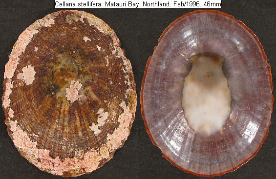 New Zealand Shells: Marine Gastropods