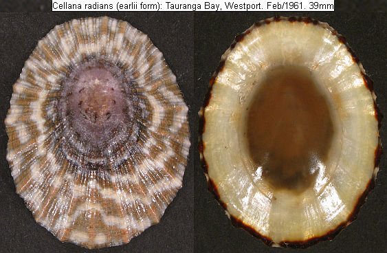 New Zealand Shells: Marine Gastropods