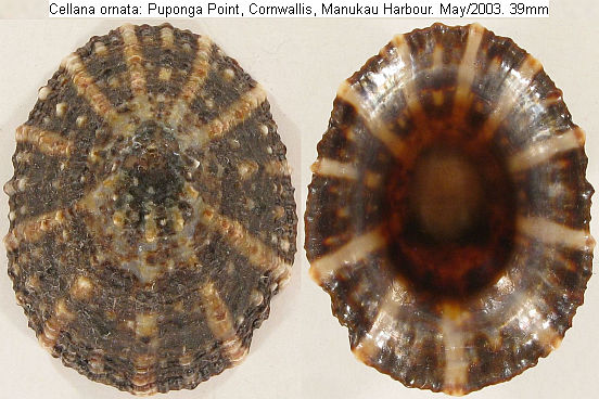 New Zealand Shells: Marine Gastropods