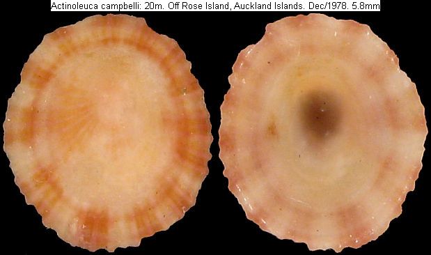New Zealand Shells: Marine Gastropods