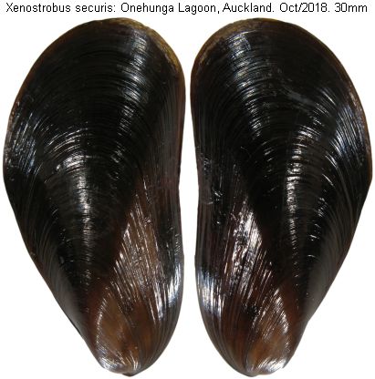 New Zealand Shells: Marine Bivalves