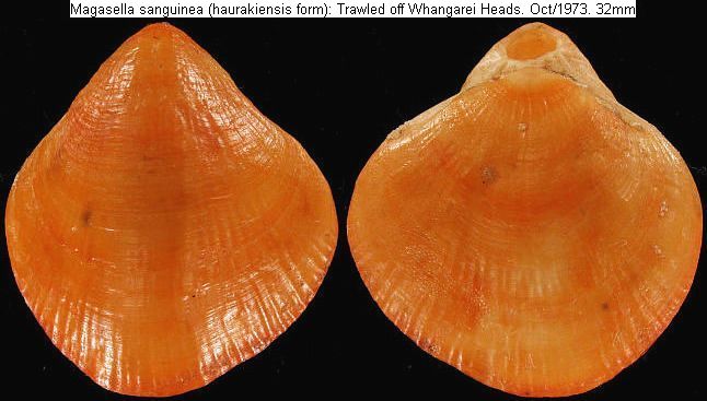 New Zealand Shells: Species List